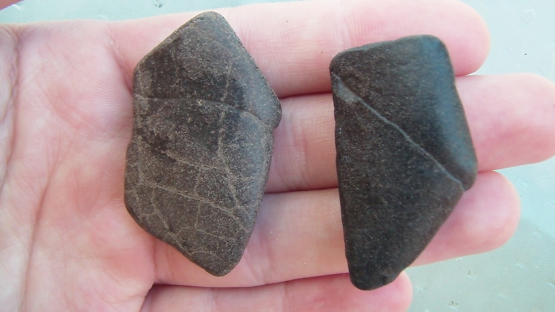 Turtle Shell Corner Pieces - Member Collections - The Fossil Forum