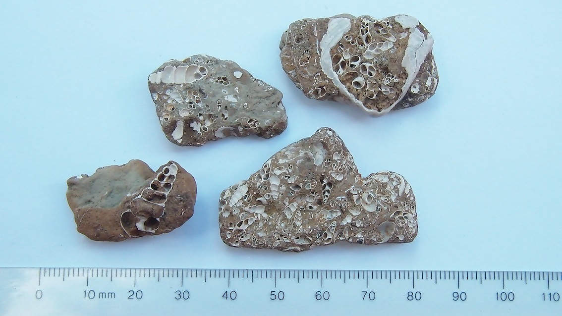 Various Shells - Member Collections - The Fossil Forum