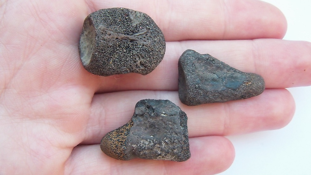 Three Crocodilian Vertebrae - Member Collections - The Fossil Forum