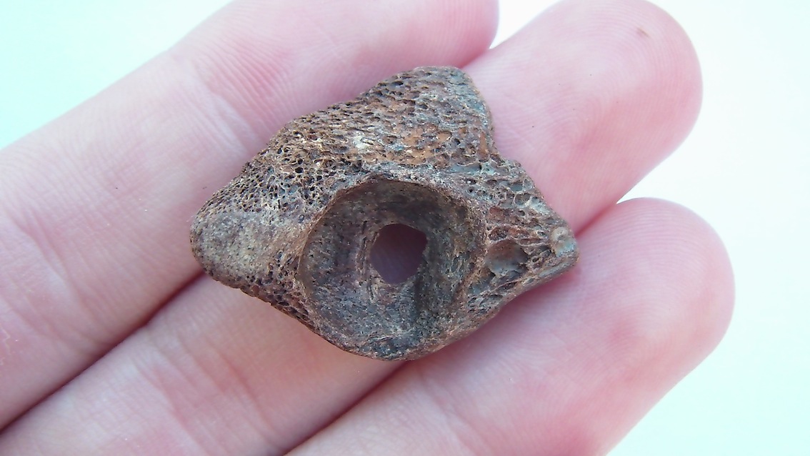 Unknown Bone Fragment- 1 - Member Collections - The Fossil Forum