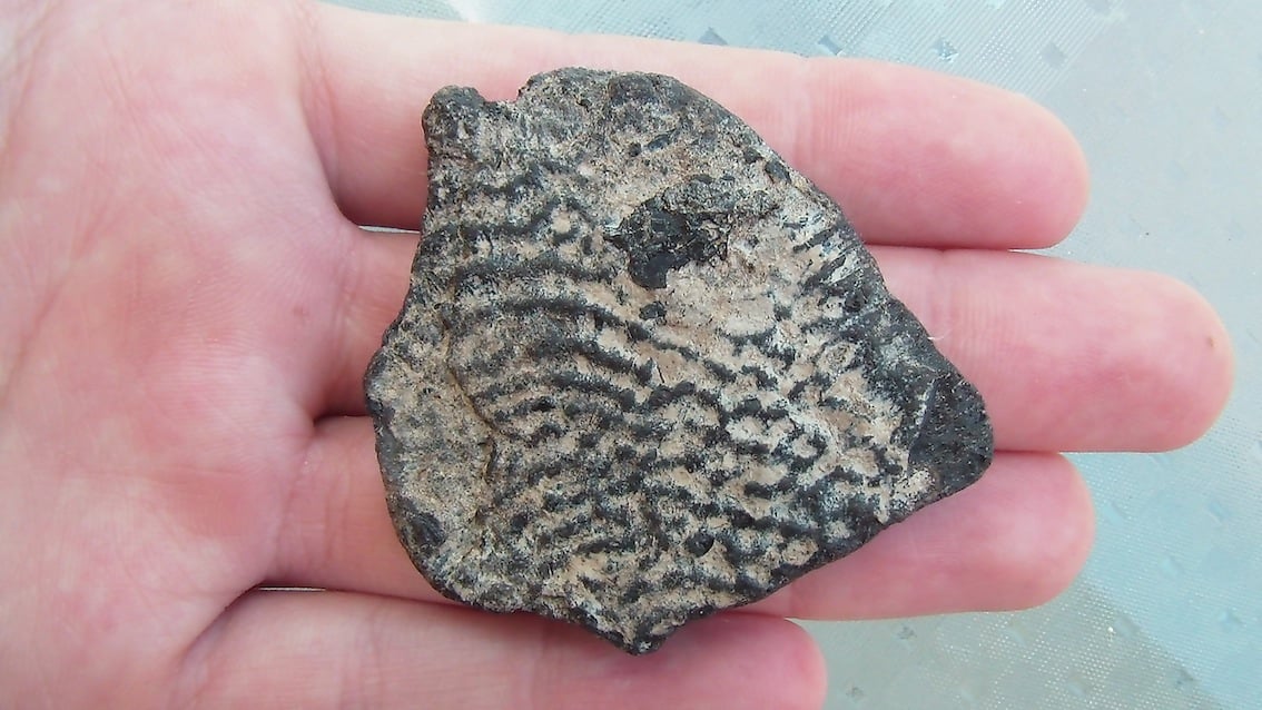 Large Trionyx Shell Piece - Member Collections - The Fossil Forum