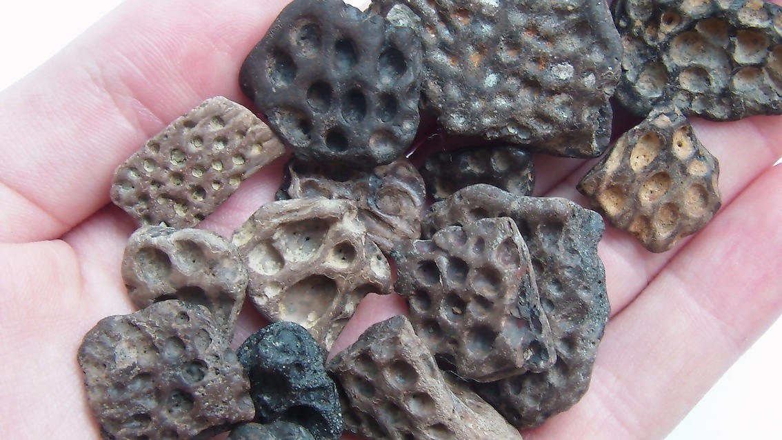 Crocodilian Scutes (close up) - Member Collections - The Fossil Forum