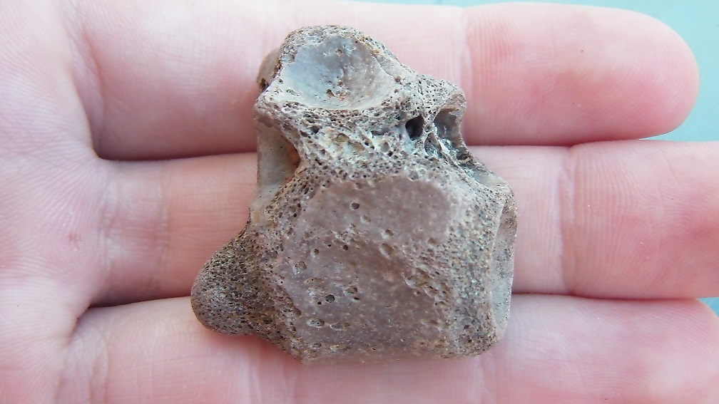 Large Crocodile Vertebra (view two) - Member Collections - The Fossil Forum