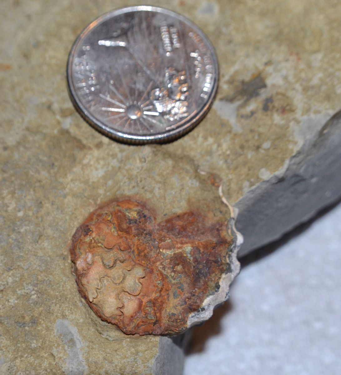 Small Ammonite - Member Collections - The Fossil Forum