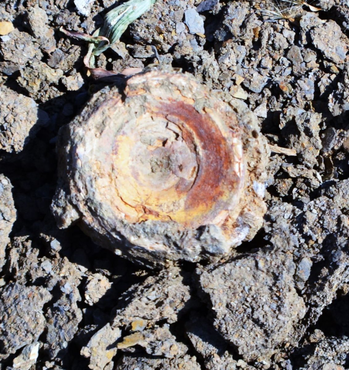 West of Dallas - The Fossil Forum