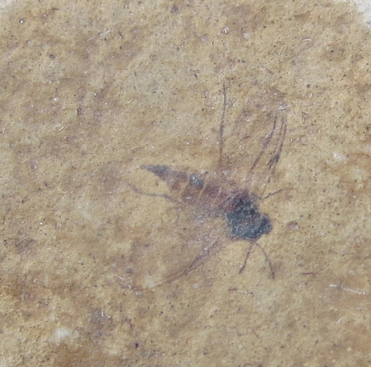 insect to ID Oligocene (Stampien)Alpes de haute Provence France ...