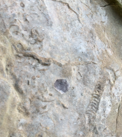 Fossils in the Wild - The Fossil Forum
