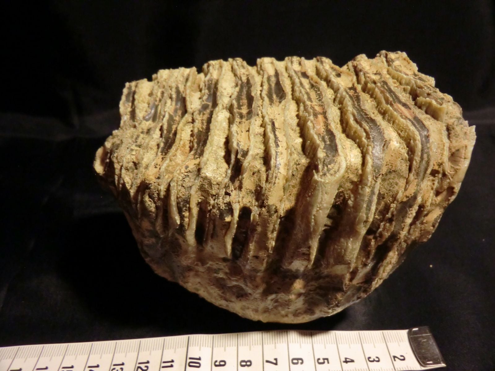 Tooth of Palaeoloxodon antiquus pic 1 - Member Collections - The Fossil ...