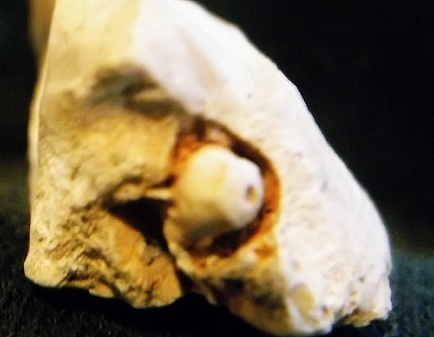 Internal Cast of Cephalopod - Member Collections - The Fossil Forum