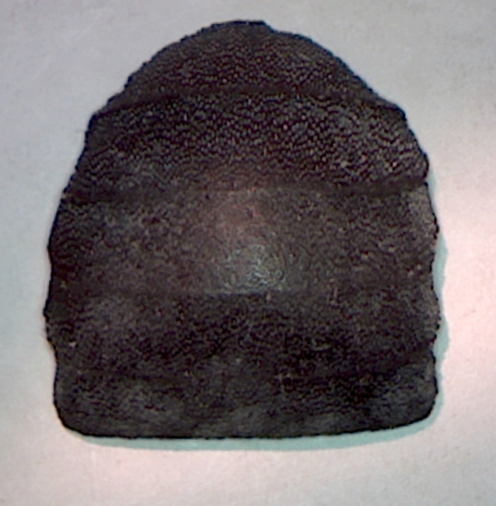 Myliobatis Sp. mouthplate A3 - Member Collections - The Fossil Forum