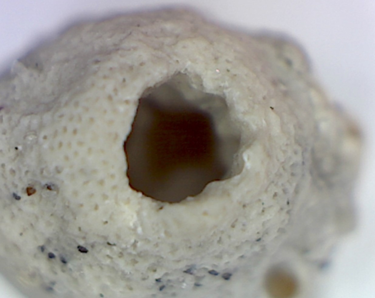 Bryzoan encrusted barnacle - Member Collections - The Fossil Forum