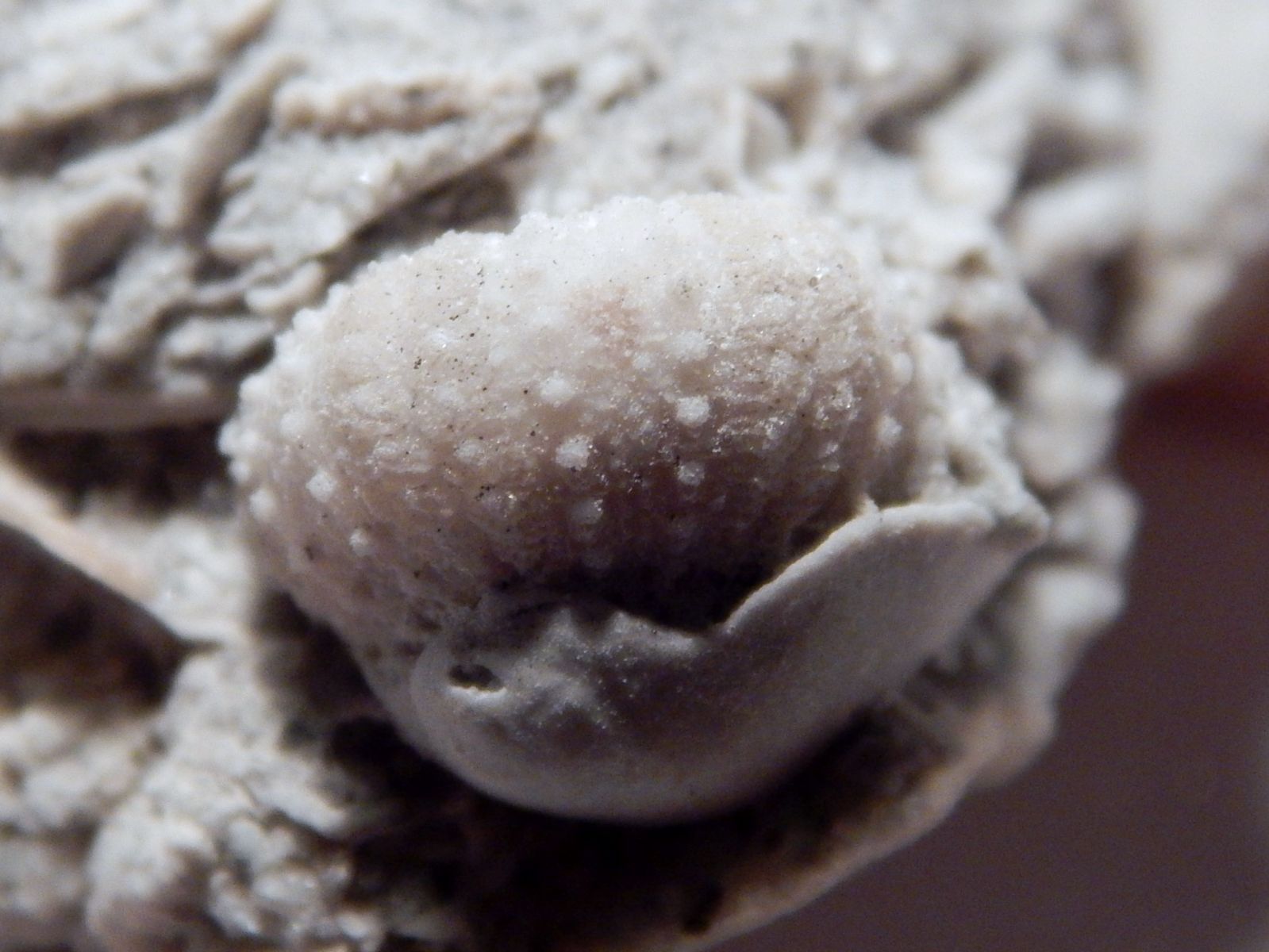River Bend Formation - The Fossil Forum