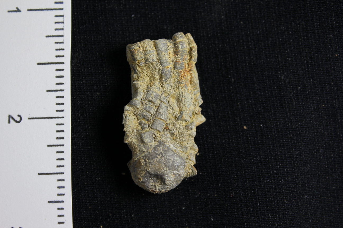 Phanocrinus formosus - Member Collections - The Fossil Forum