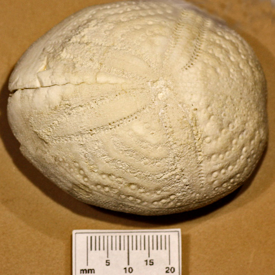 E 43 Miocene Eupatagus floridanus - Member Collections - The Fossil Forum