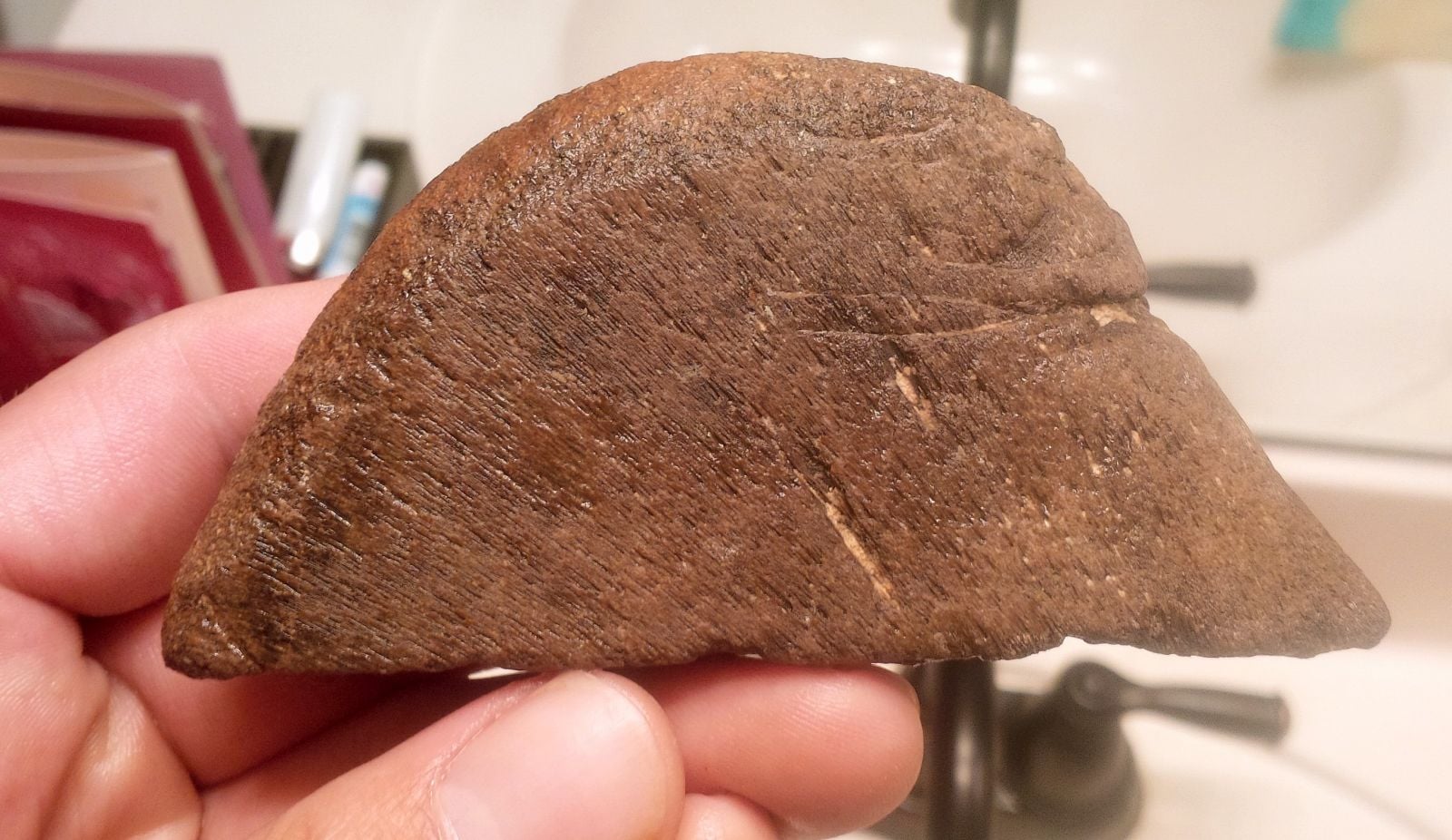Mosasaur/Plesiosaur Flipper Bone? - Member Collections - The Fossil Forum