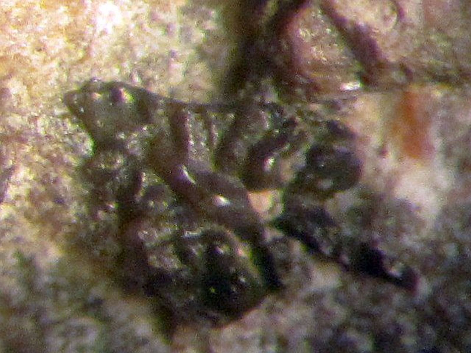 Polygnathus caelatus (Bryant) - Member Collections - The Fossil Forum