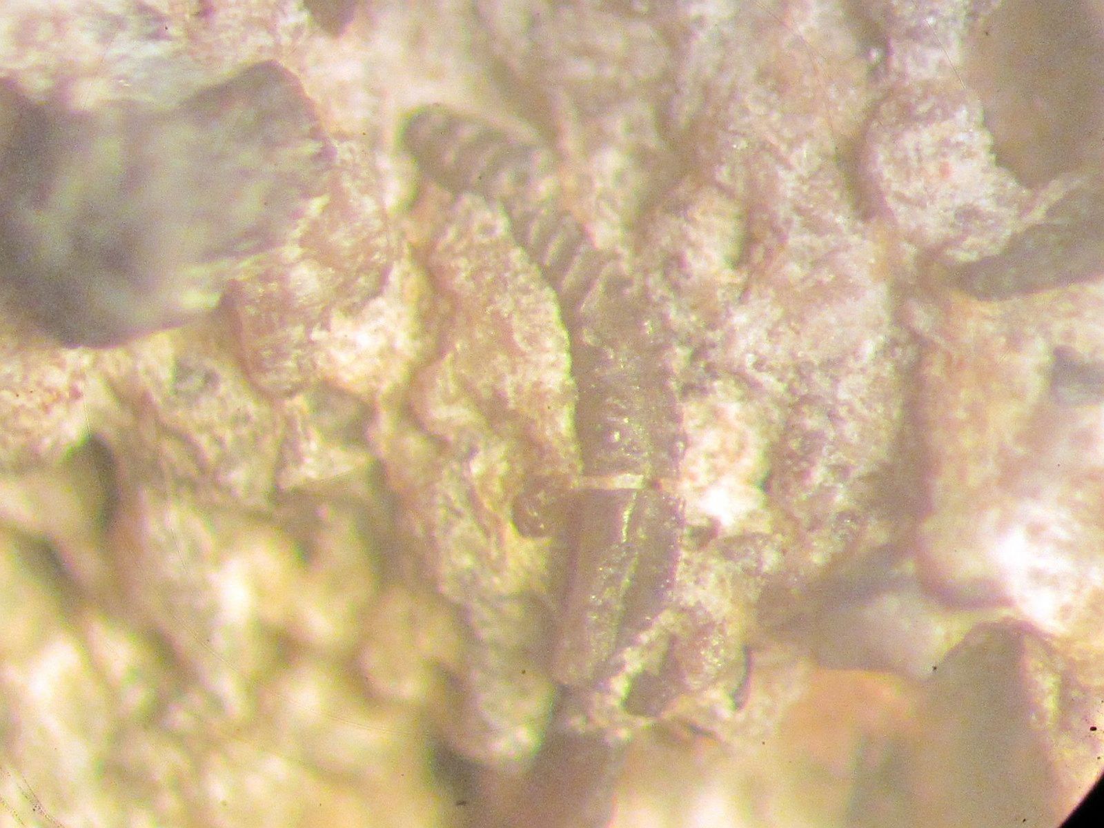 Polygnathus pennatus (Hinde) - Member Collections - The Fossil Forum
