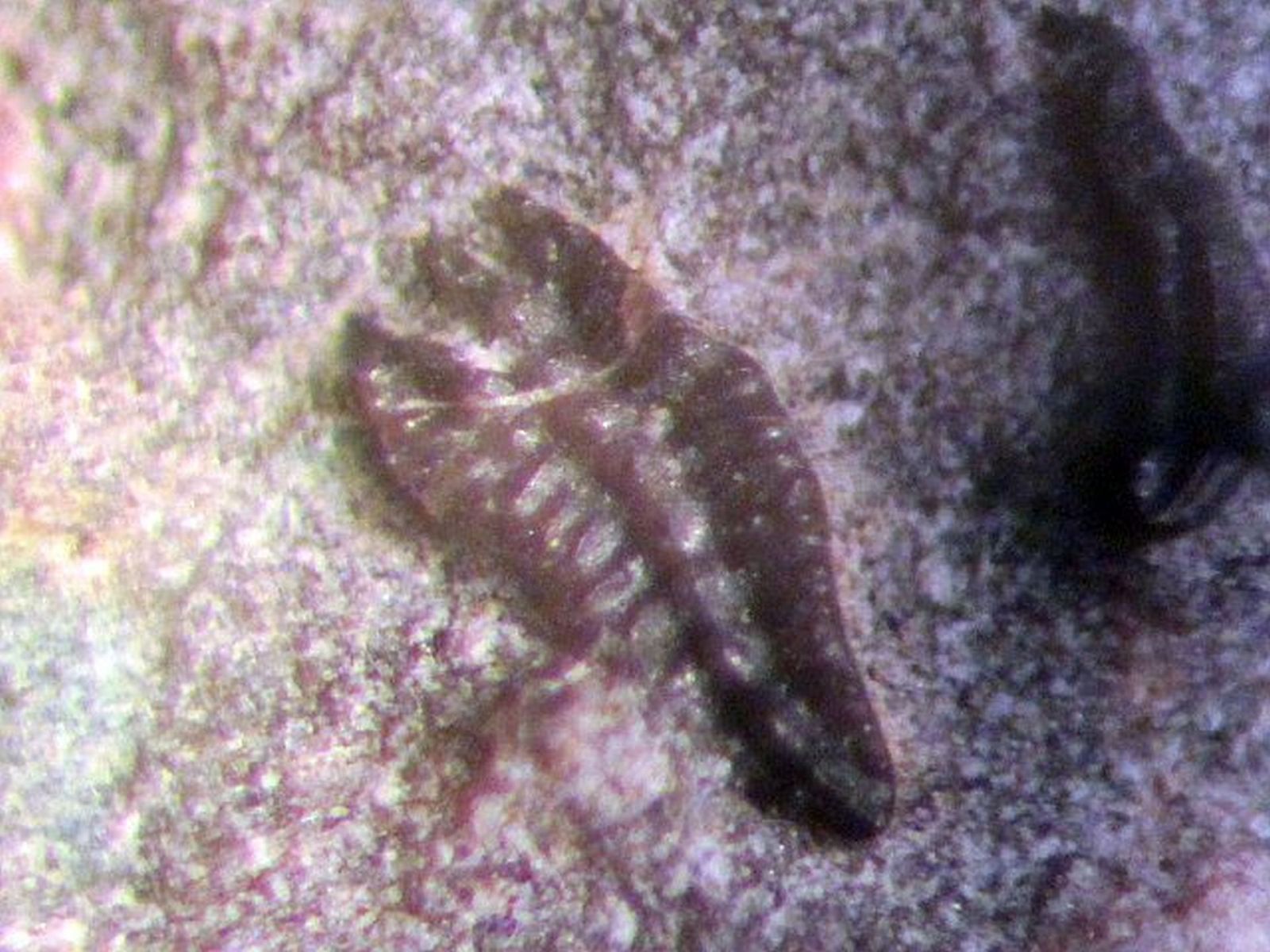 Polygnathus foliatus (Bryant) - Member Collections - The Fossil Forum
