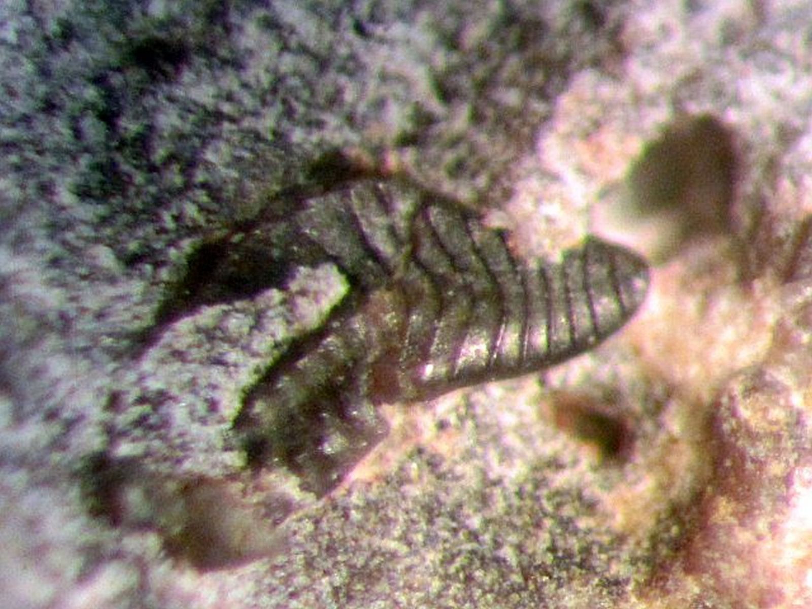 Polygnathus linguiformus (Hinde) - Member Collections - The Fossil Forum
