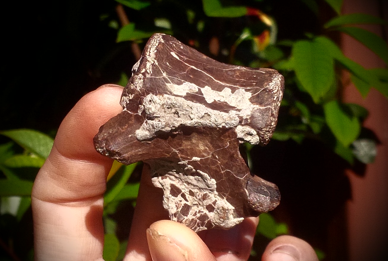 Turtle Vertebra? - Member Collections - The Fossil Forum