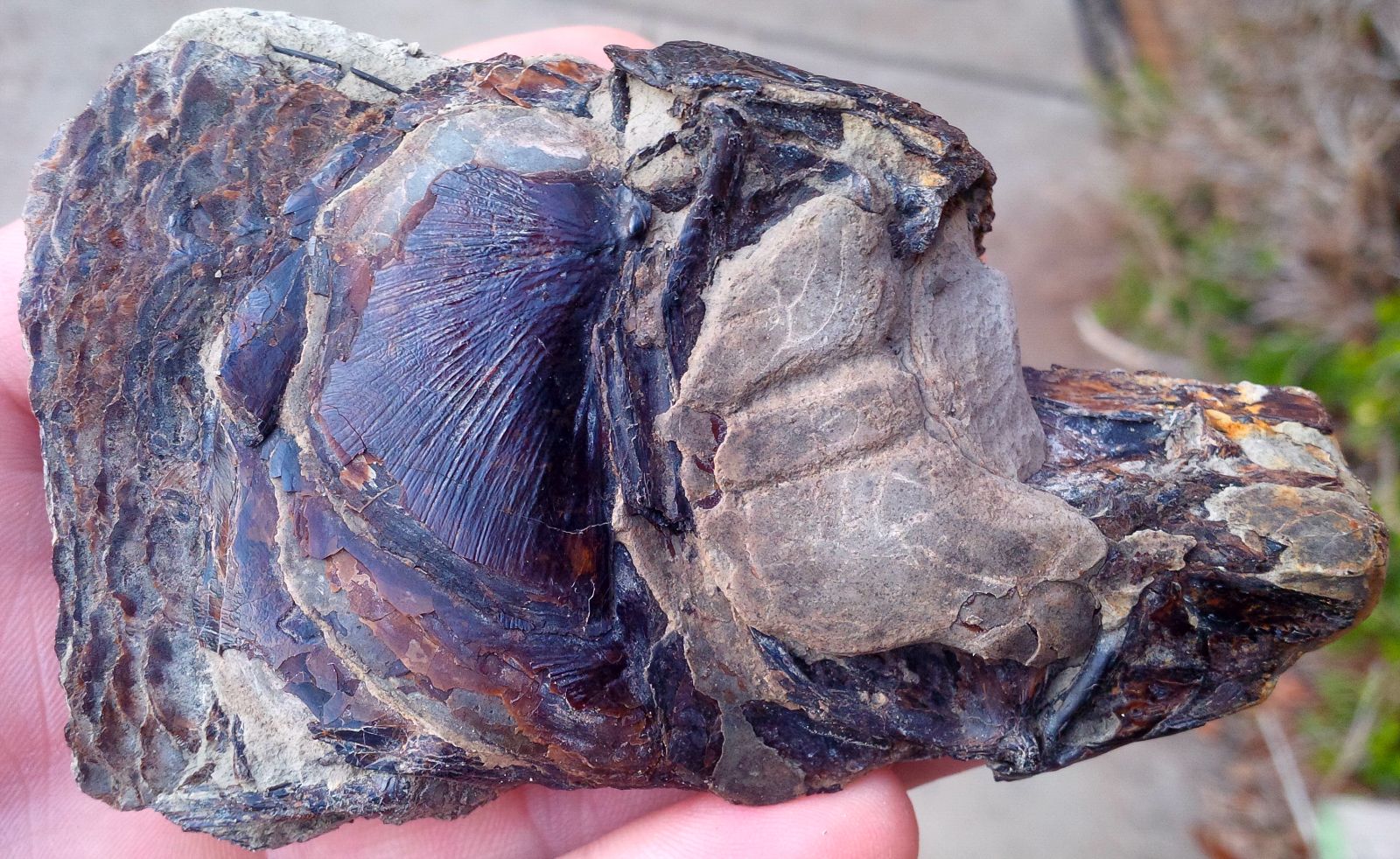 Bony Fish Skull(2) - Member Collections - The Fossil Forum