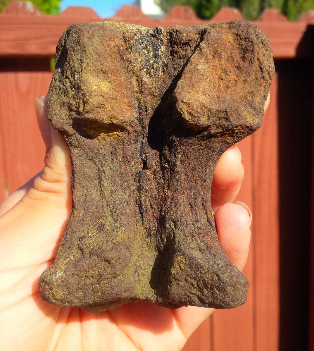 Turtle Vertebra(2) - Member Collections - The Fossil Forum
