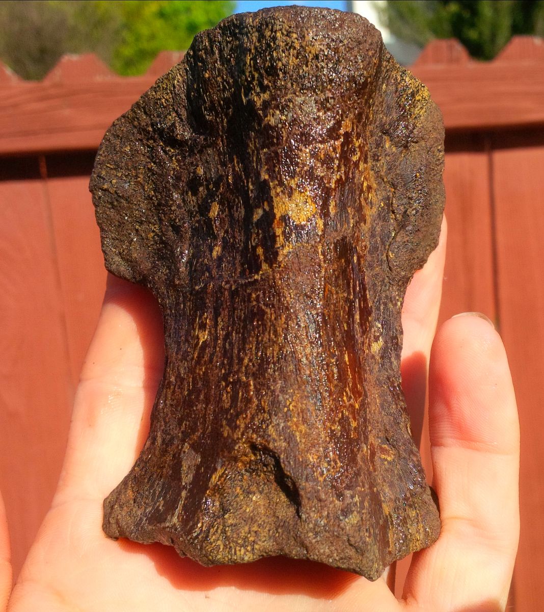 Turtle Vertebra(1) - Member Collections - The Fossil Forum