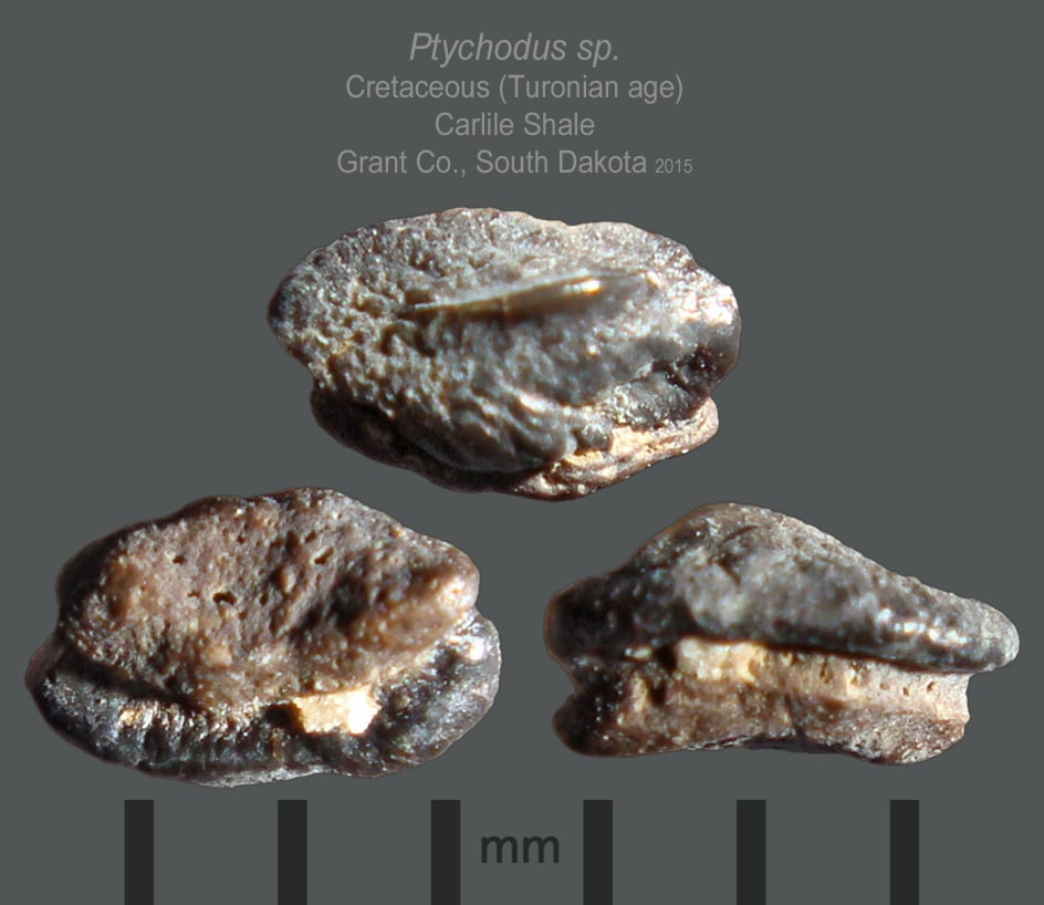 SD Ptychodus sp.small - Member Collections - The Fossil Forum