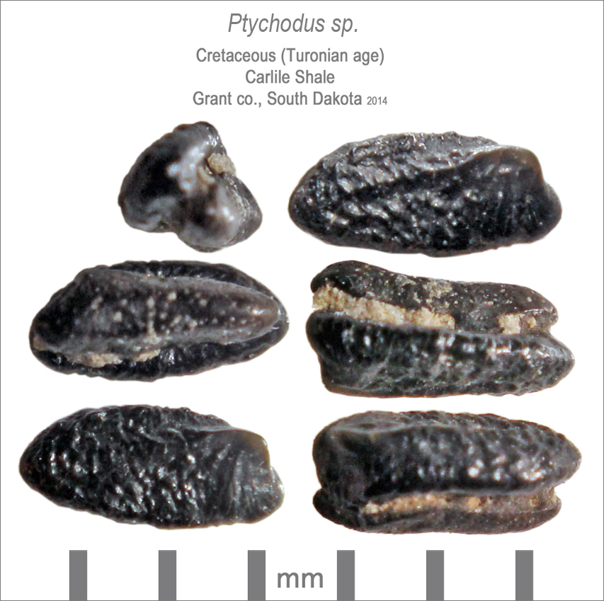 Ptychodus sp - Member Collections - The Fossil Forum