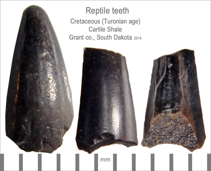Reptile teeth - Member Collections - The Fossil Forum