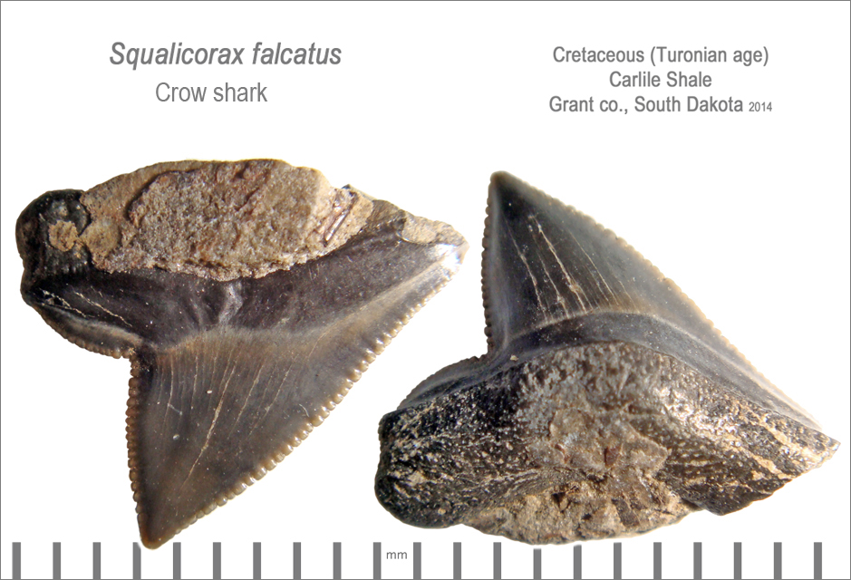 Squalicorax falcatus - Member Collections - The Fossil Forum