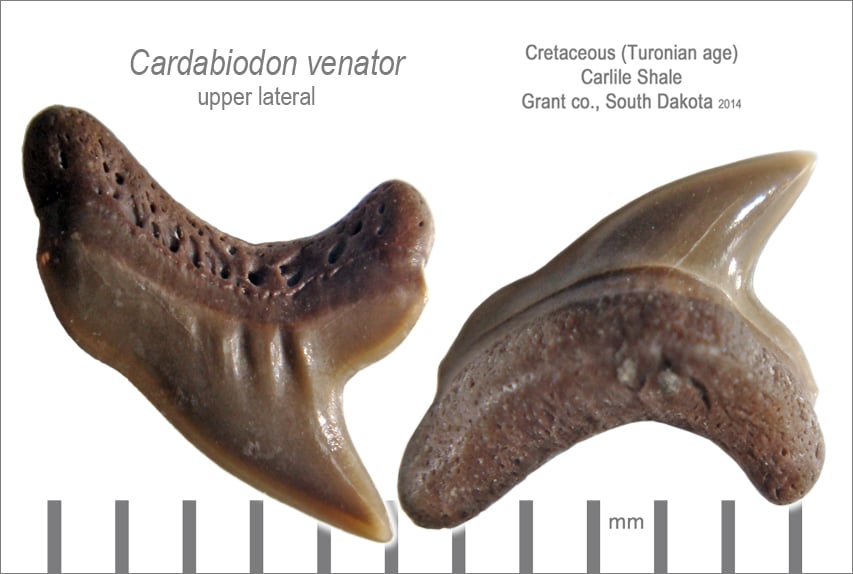Cardabiodon venator 2 - Member Collections - The Fossil Forum