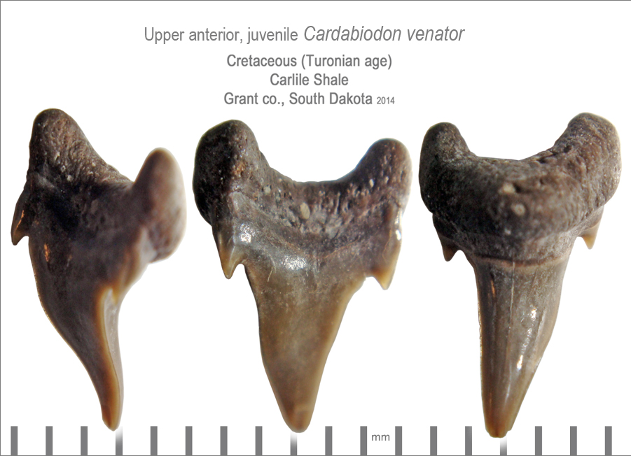 Cardabiodon venator - Member Collections - The Fossil Forum