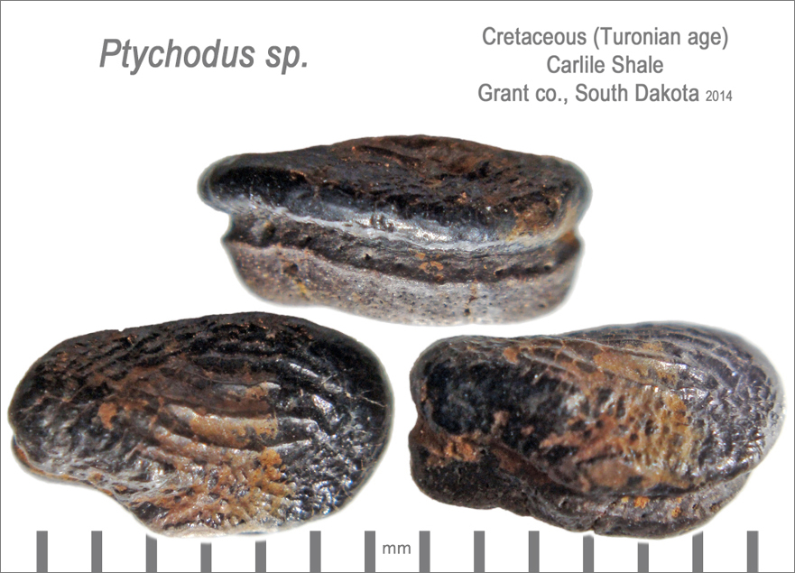 Ptychodus 1 - Member Collections - The Fossil Forum