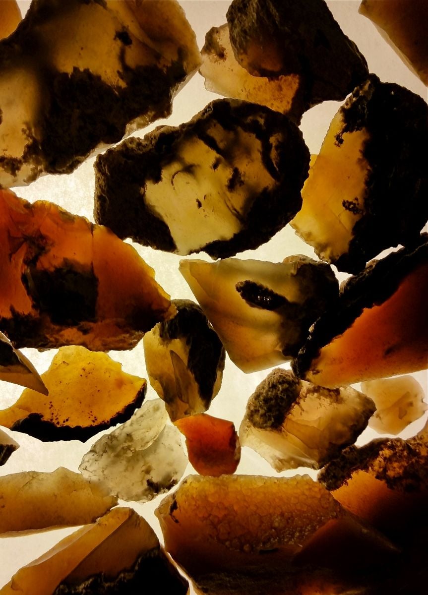 Alafia River Coral - The Fossil Forum