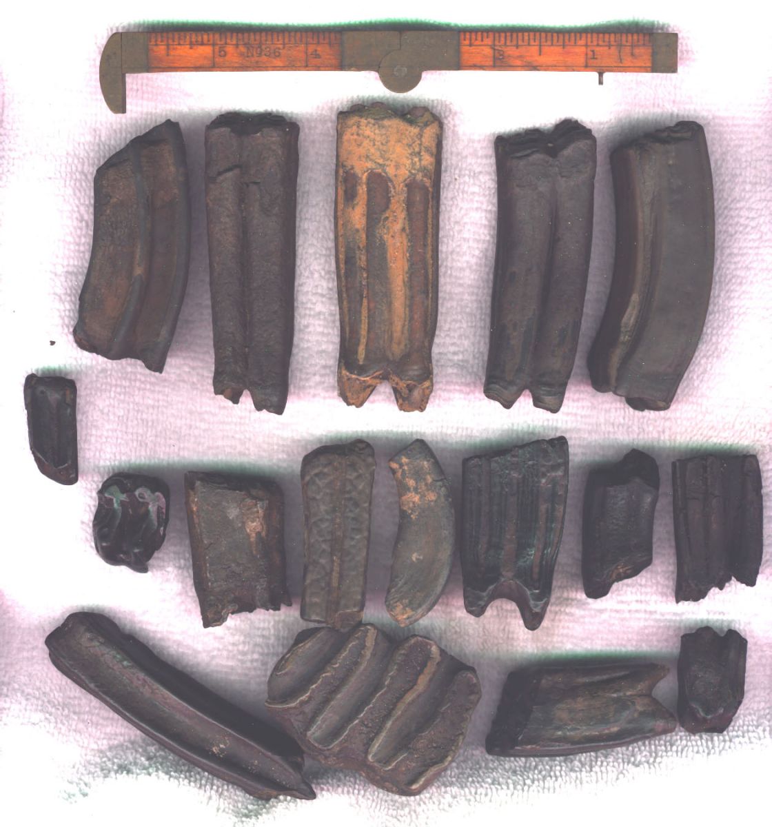 mammalia - Member Collections - The Fossil Forum