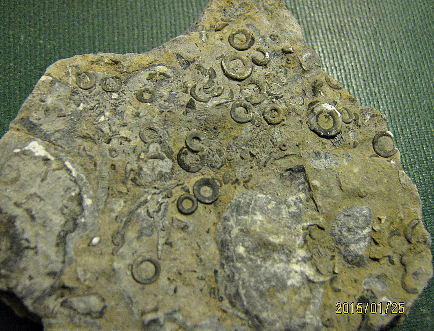 Ordovician crinoid stem pieces from New York - Member Collections - The ...