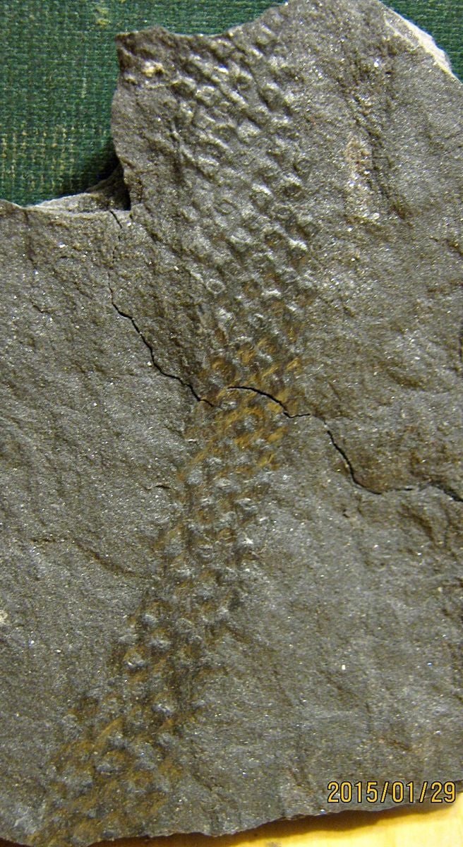 Lepidophyte branch or root from Pennsylvania - Member Collections - The ...
