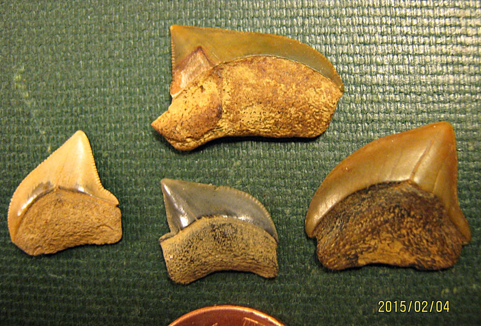 Crow shark teeth - Member Collections - The Fossil Forum