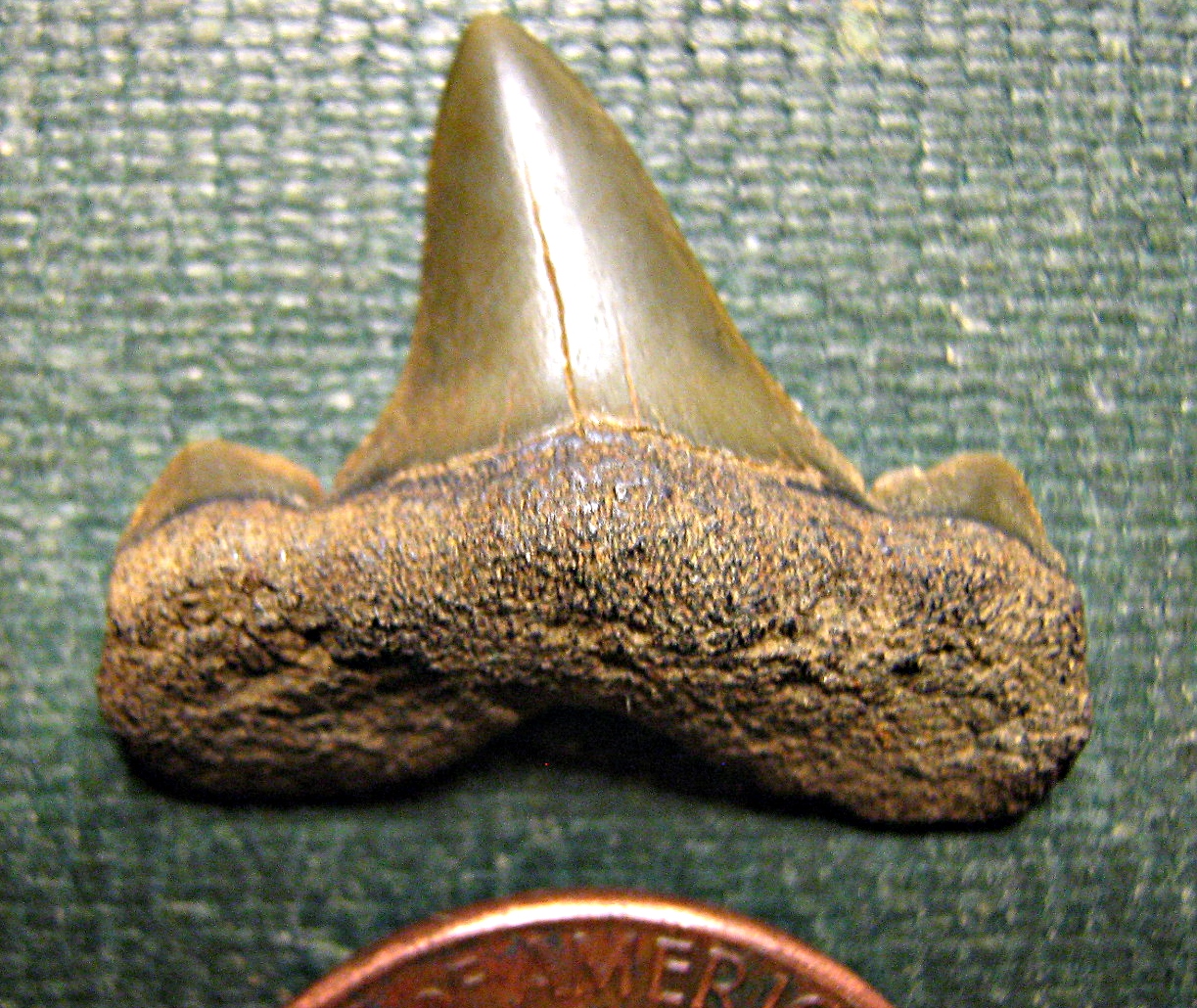 Mackerel Shark Tooth from Monmouth Co., NJ. - Member Collections - The ...