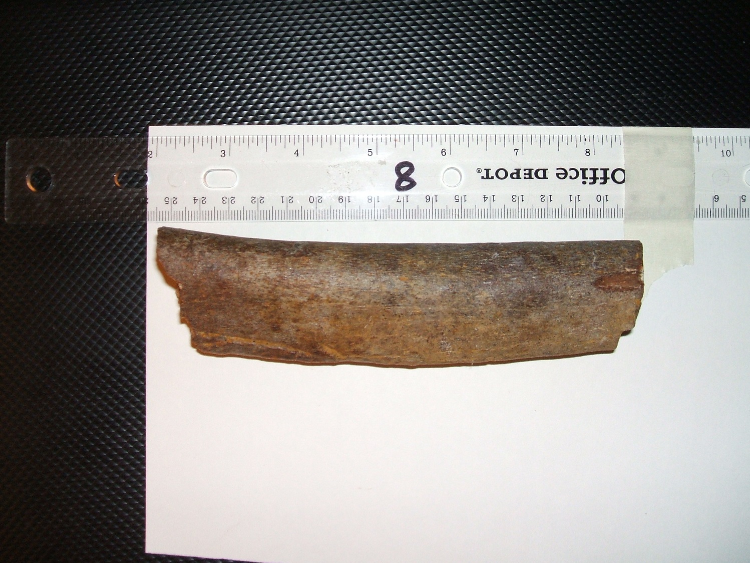 bone fragment with tooth marks - California - The Fossil Forum