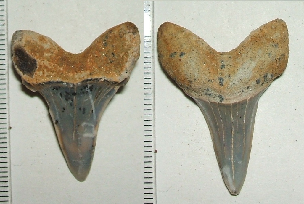 shark tooth - California - The Fossil Forum