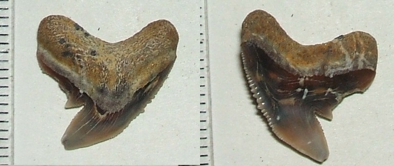 Galeocerdo aduncus (AGASSIZ, 1843) extinct Tiger shark - California ...