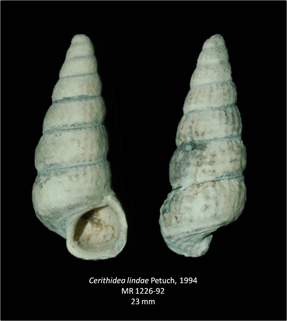 Cerithidea lindae - Gastropods - The Fossil Forum