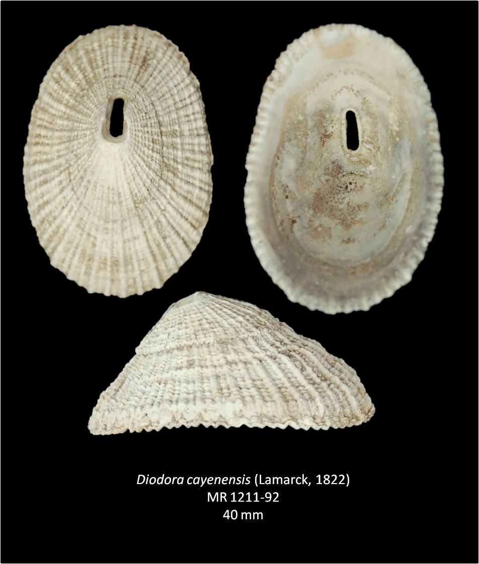 Diodora cayenensis - Gastropods - The Fossil Forum