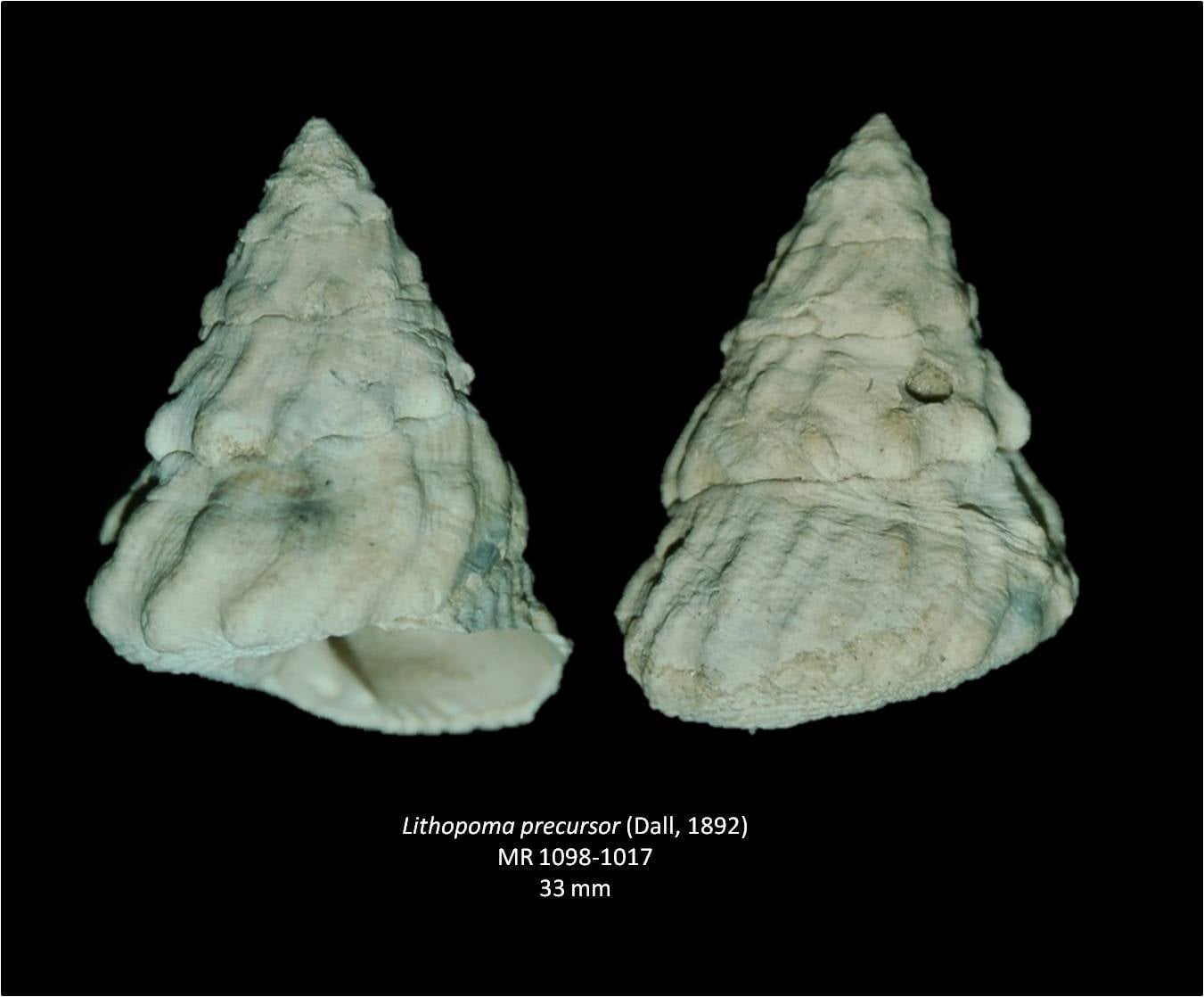 Lithopoma precursor - Gastropods - The Fossil Forum