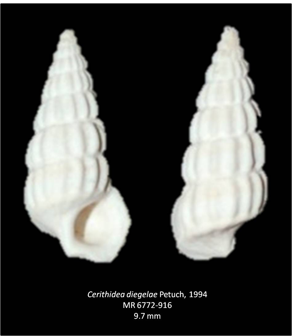 Cerithidea diegelae - Gastropods - The Fossil Forum