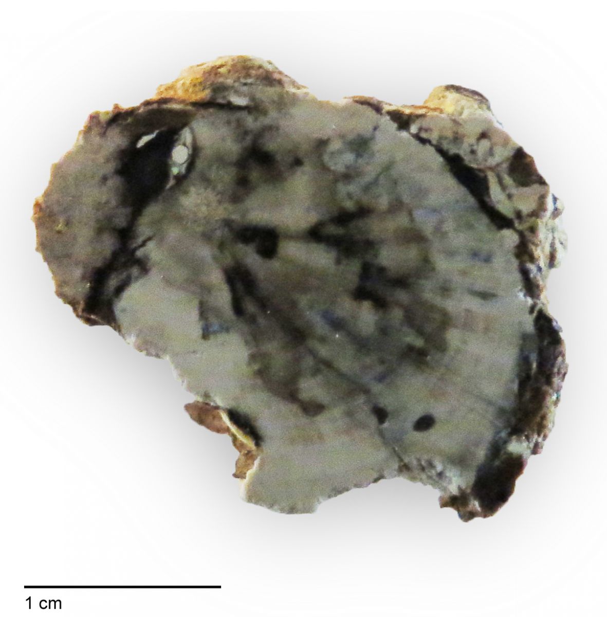 Termite Coprolites in Petrified Wood - Aachen, Germany - Member ...