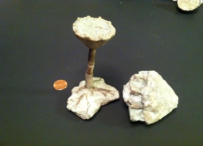 Crinoid - Member Collections - The Fossil Forum