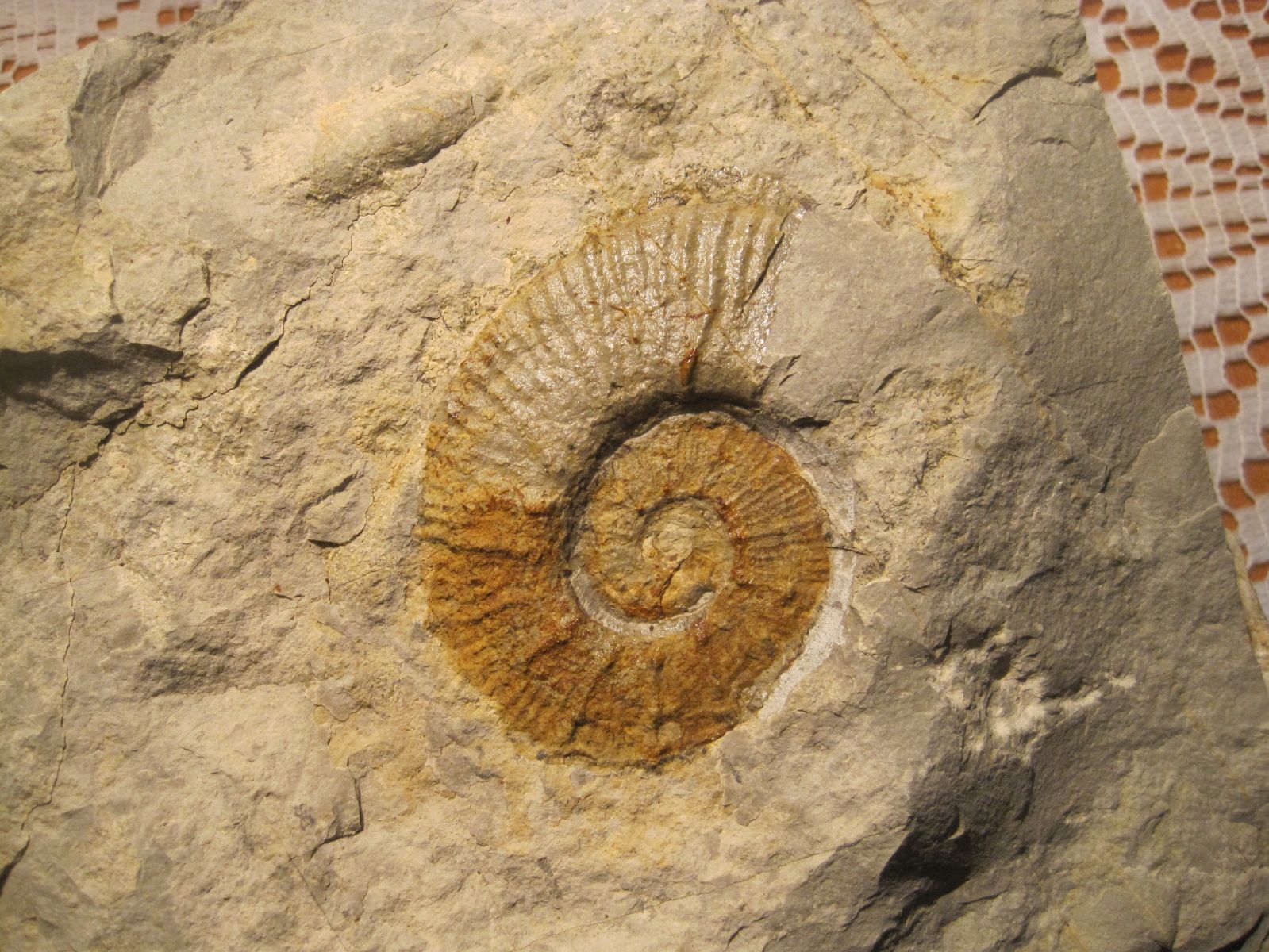 Crioceratites majoricensis - Ammonoids & Nautiloids - The Fossil Forum